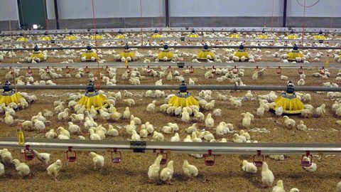 We Can do Better for Farmed Chickens | The Better Chicken Option